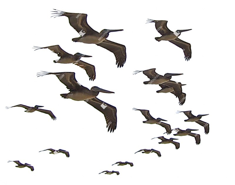 Cut out Bird 0006 | MrCutout.com