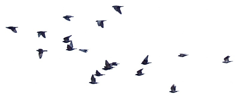Cut out Bird 0012 | MrCutout.com