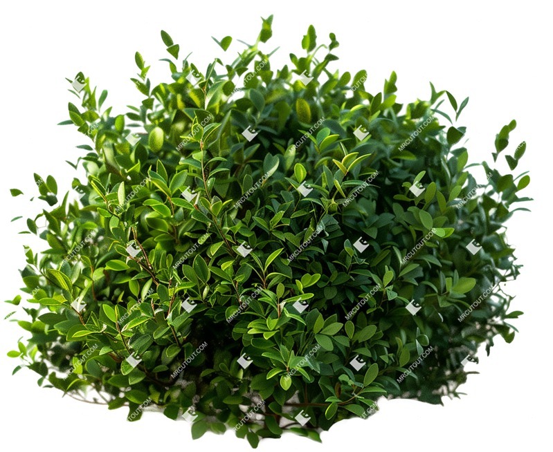 Cutout bush png vegetation (19625)