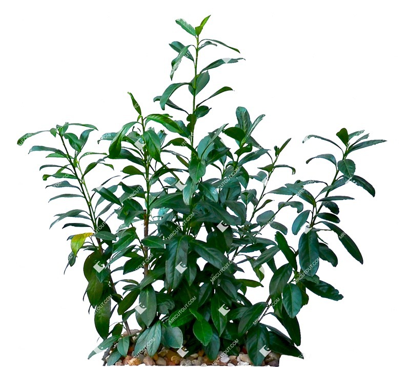 Png bush prunus laurocerasus vegetation png (11148)