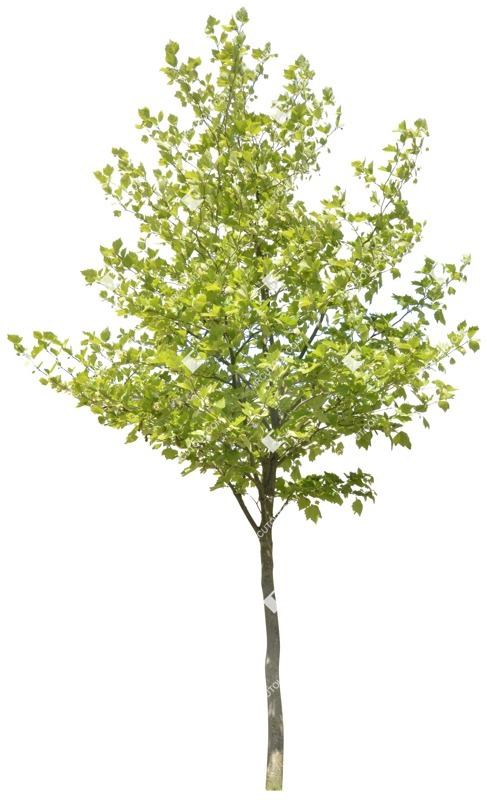 Cut out Tree 0096 | MrCutout.com