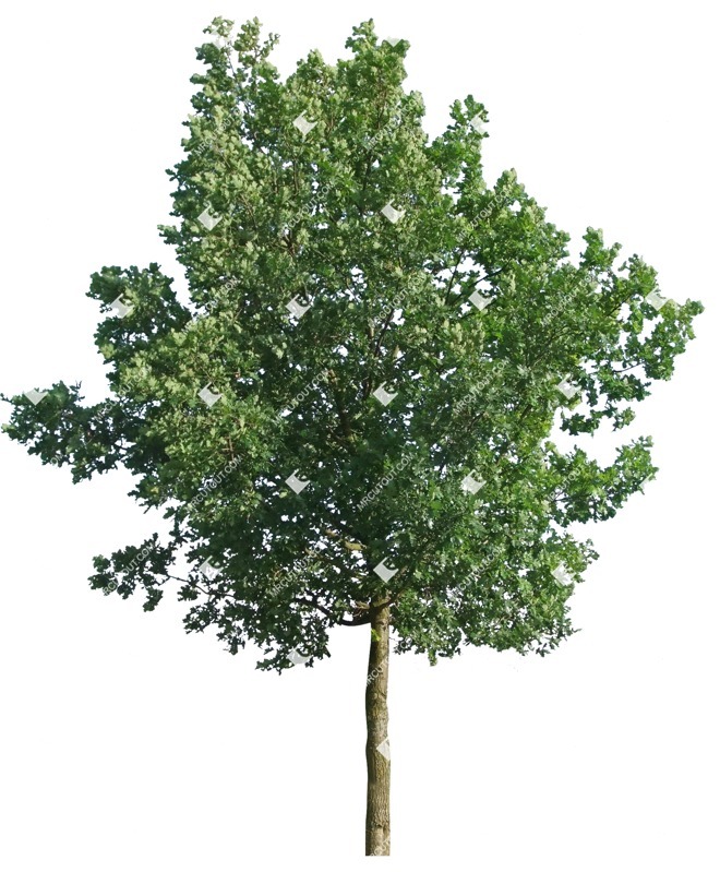 Cut out Tree 0140 | MrCutout.com