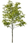 Cutout tree png vegetation (1625)