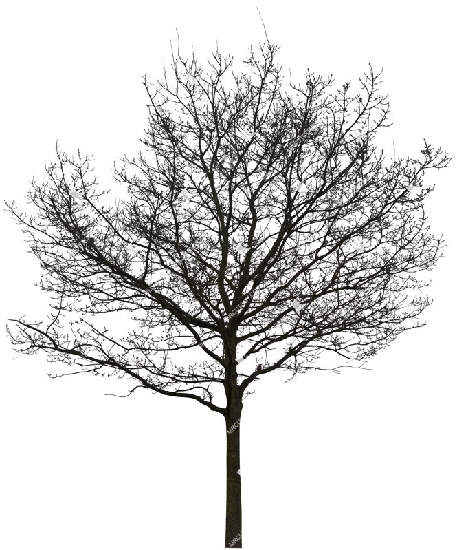 Cut out Tree 0282 | MrCutout.com