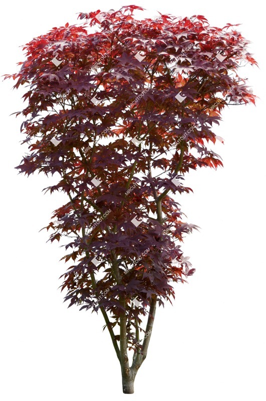 Cut out tree acer palmatum atropurpureum vegetation png (14152)