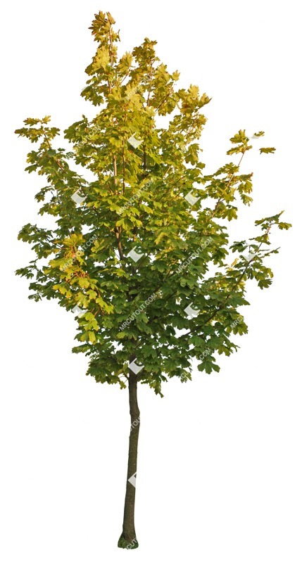 Cut out Tree Acer Platanoides 0007 | MrCutout.com