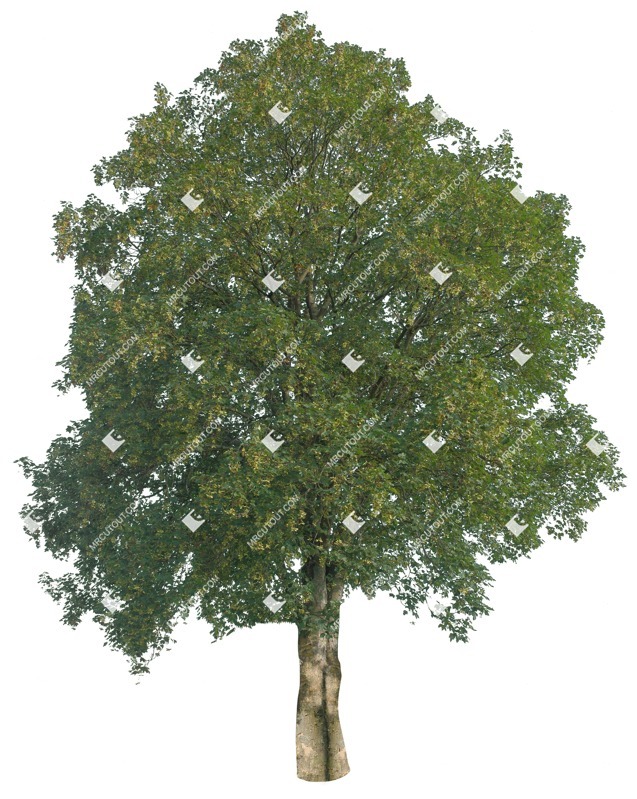 Cut out tree acer pseudoplatanus cut out vegetation (16297)