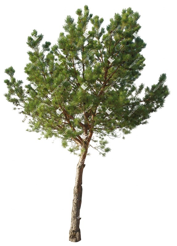 Pohon Pinus Png Pinus Pinea – Cutout|trees