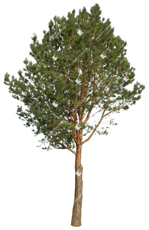 Cutout tree pinus sylvestris cutout plant (17555)