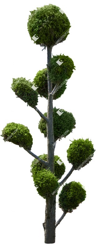 Png tree thuja occidentalis plant cutouts (15969)