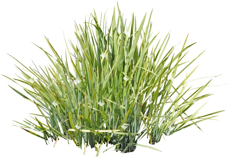 Cut out Wild Grass Other Vegetation 0001 | MrCutout.com